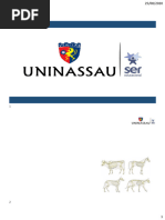 Simetria Corporal em Animais | PDF | Sistema nervoso | Corpo humano