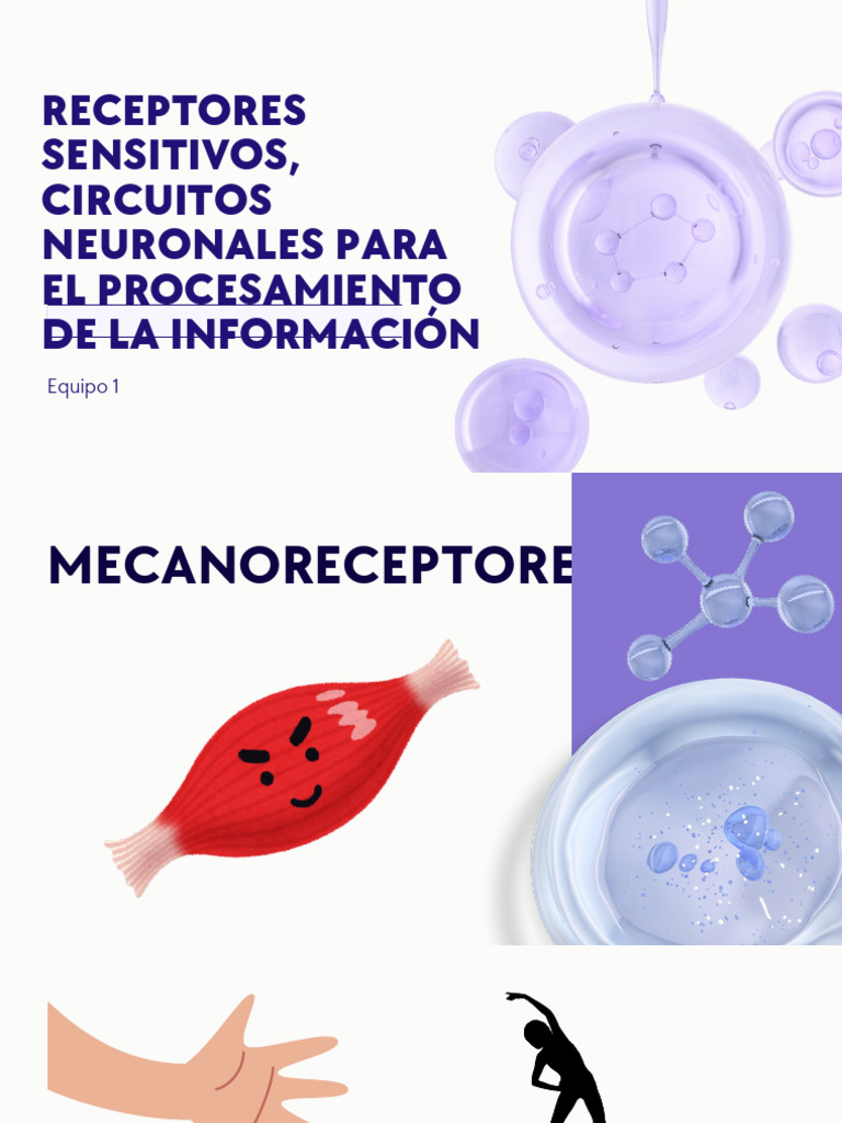 Receptores Sensitivos y Circuitos Neuronales | PDF | Neurona | Sinapsis