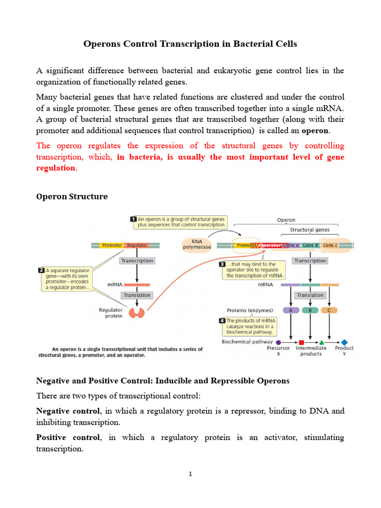 Lec 2 | PDF | Operon | Repressor