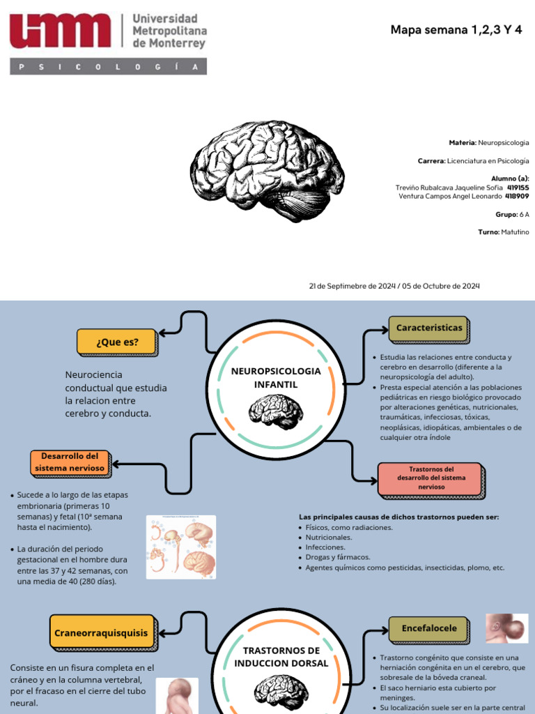 Mapa Semana 1 2 3 5 | PDF | Mielina | Cerebro