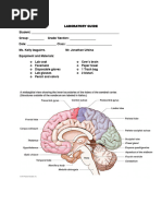 Sheep Brain Dissection | PDF | Brain | White Matter