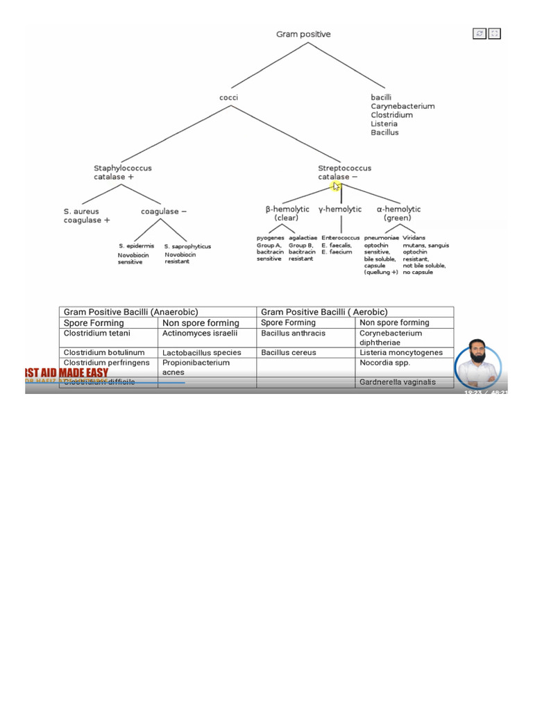 Gram_Positive_and_Negative_Classification | PDF