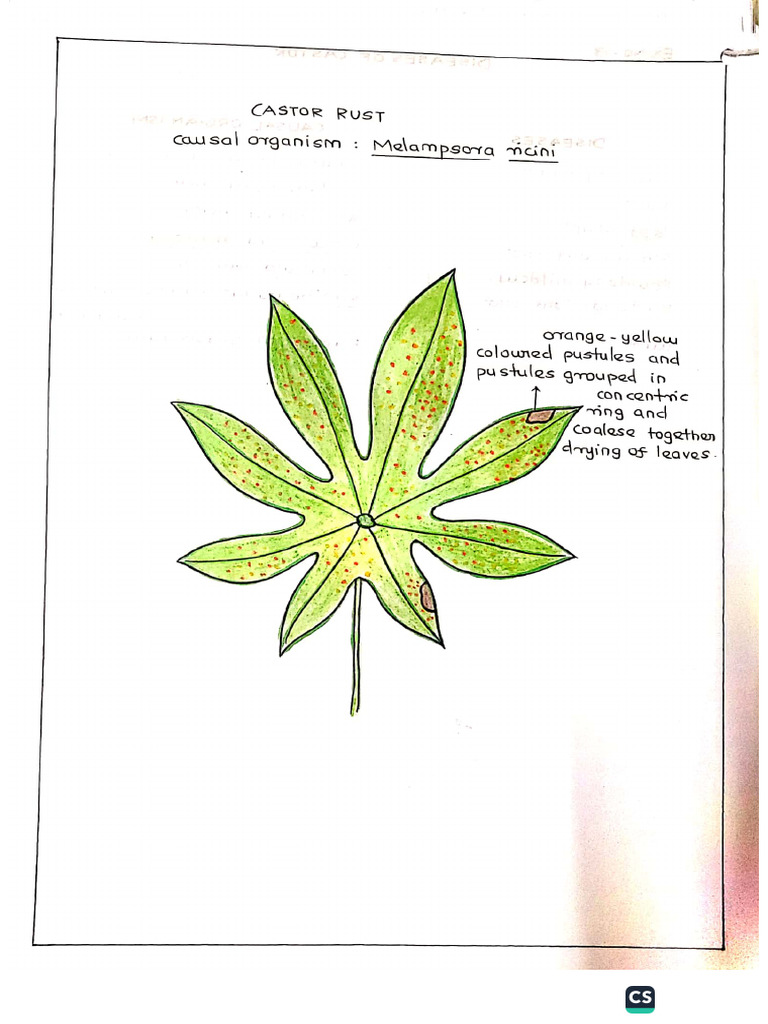 13.Castor disease | PDF