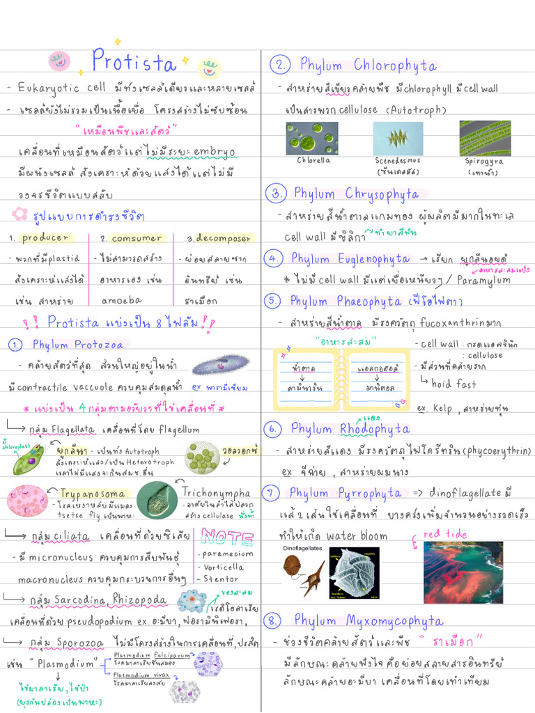 Kingdom Protista | PDF