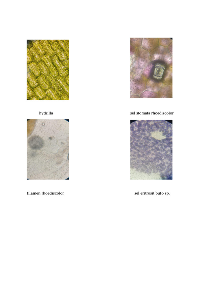 Biodas Objek 2 | PDF