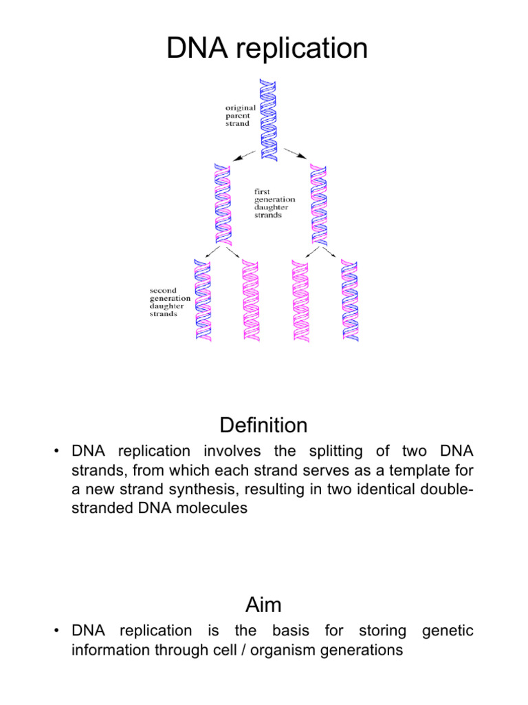 Day 3. DNA Replication v1 | PDF | Dna Replication | Dna