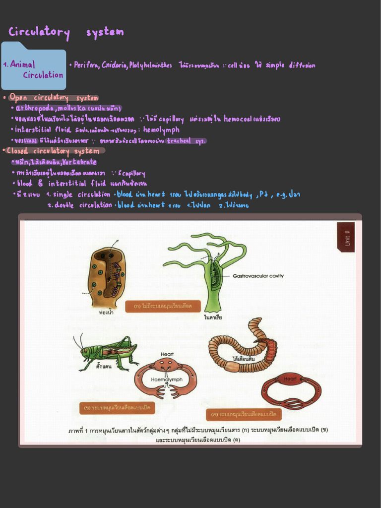 11.circulatory System | PDF