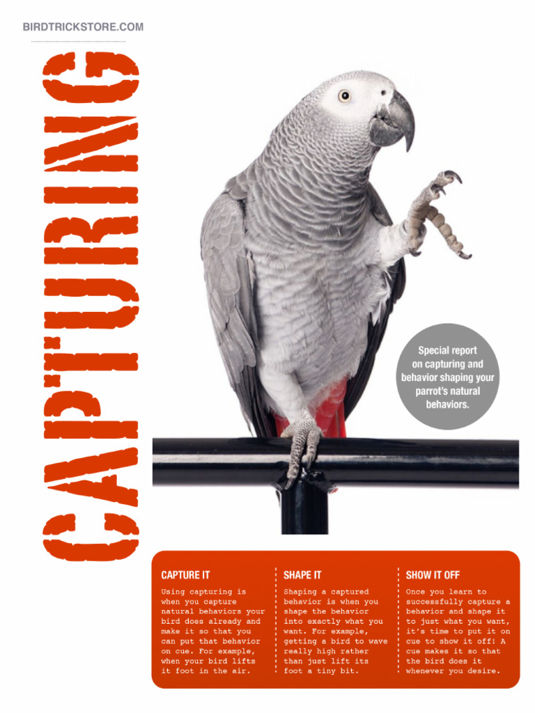 Capturing Bird Behaviors with Clicker Training | PDF