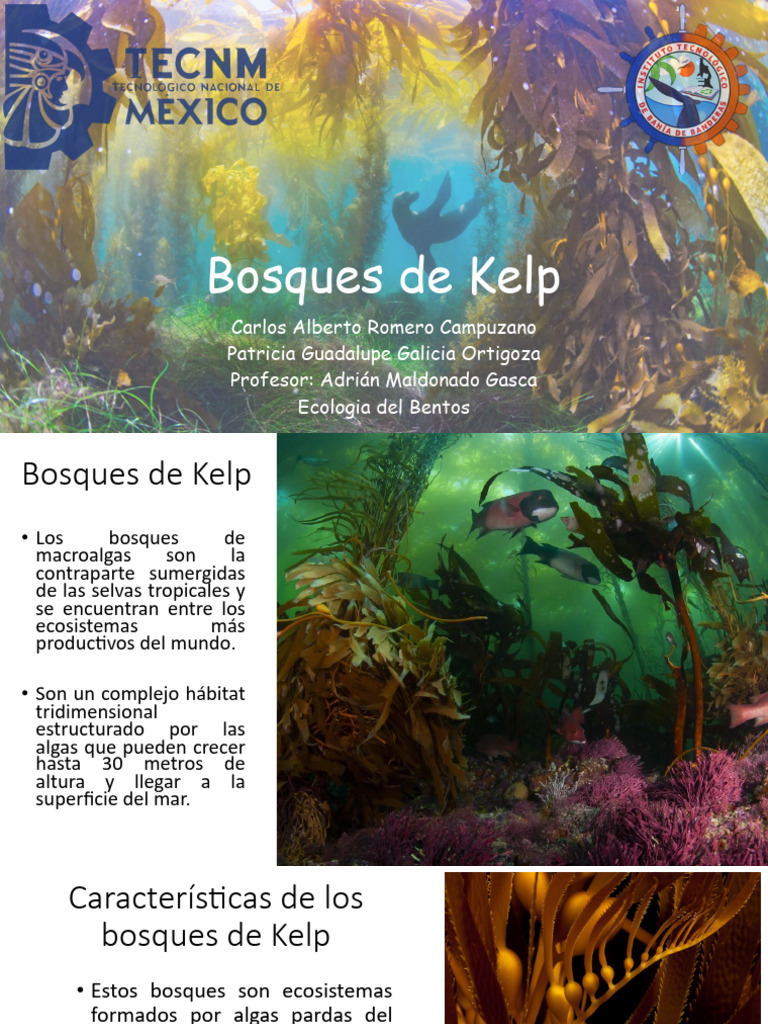 Bosques de Kelp | PDF | Biología | Ecología de sistemas