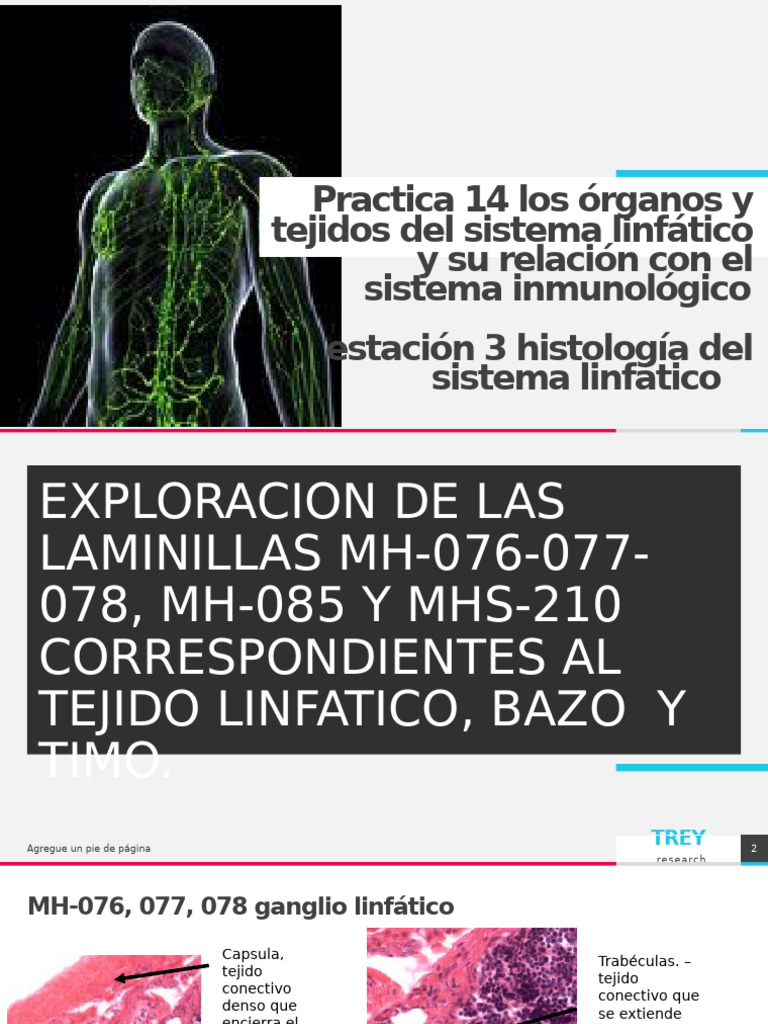 Practica 14 Los Órganos y Tejidos Del Sistema | PDF | Ganglio linfático | Morfología (biología)