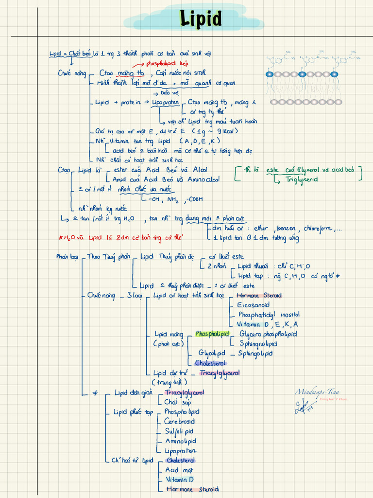 Understanding Lipids and Fatty Acids | PDF | Lipid | Carbon Compounds