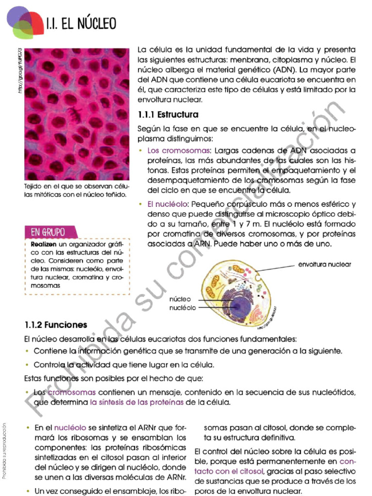 Estructura y funciones del núcleo celular | PDF | Nucleo celular ...