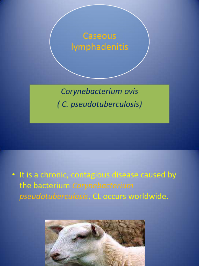 20-Caseous Lymphadenitis | PDF | Infection | Bacteria