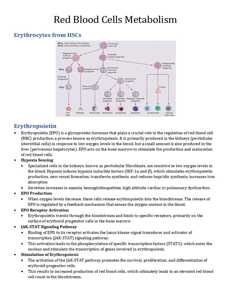 Red Blood Cells Metabolism and RBC Membrane | PDF | Glycolysis ...