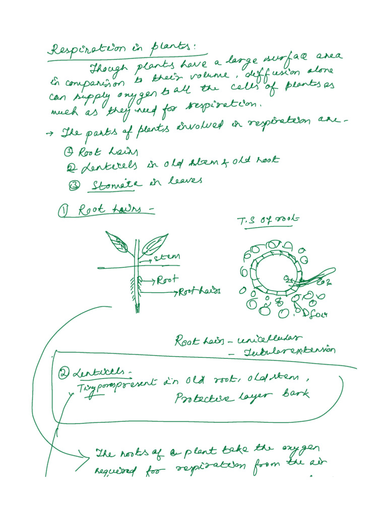 Plant and Animal Respiration Explained | PDF | Respiratory System | Stoma