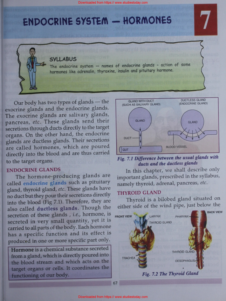 ICSE Class 8 Biology Chapter 07 Endocrine System Hormones | PDF