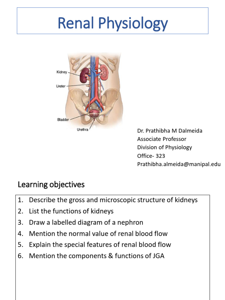 Renal class 1 | PDF | Kidney | Urinary System