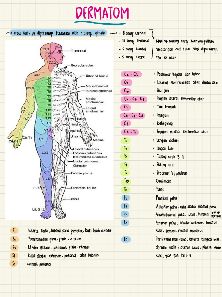 Dermatom 1 | PDF