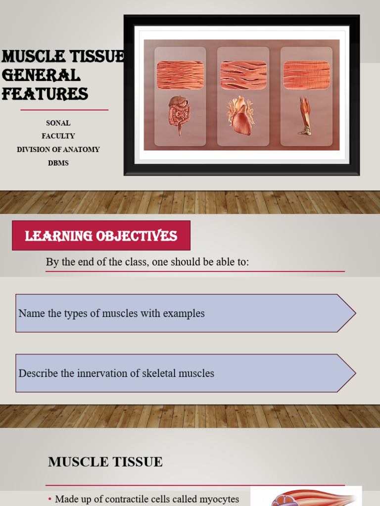 Muscle Tissue-I BDS 2024-25 Batch | PDF | Skeletal Muscle | Muscle Contraction