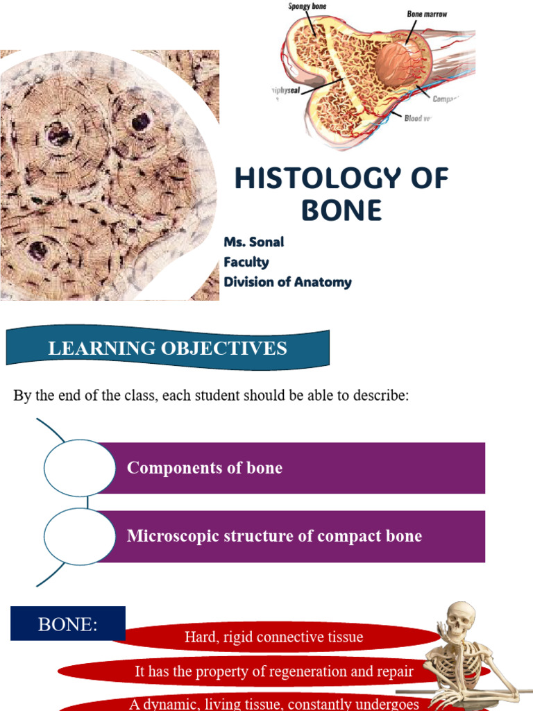 Histology of Bone-BDS-2024-25 Batch | PDF | Bone | Osteoblast