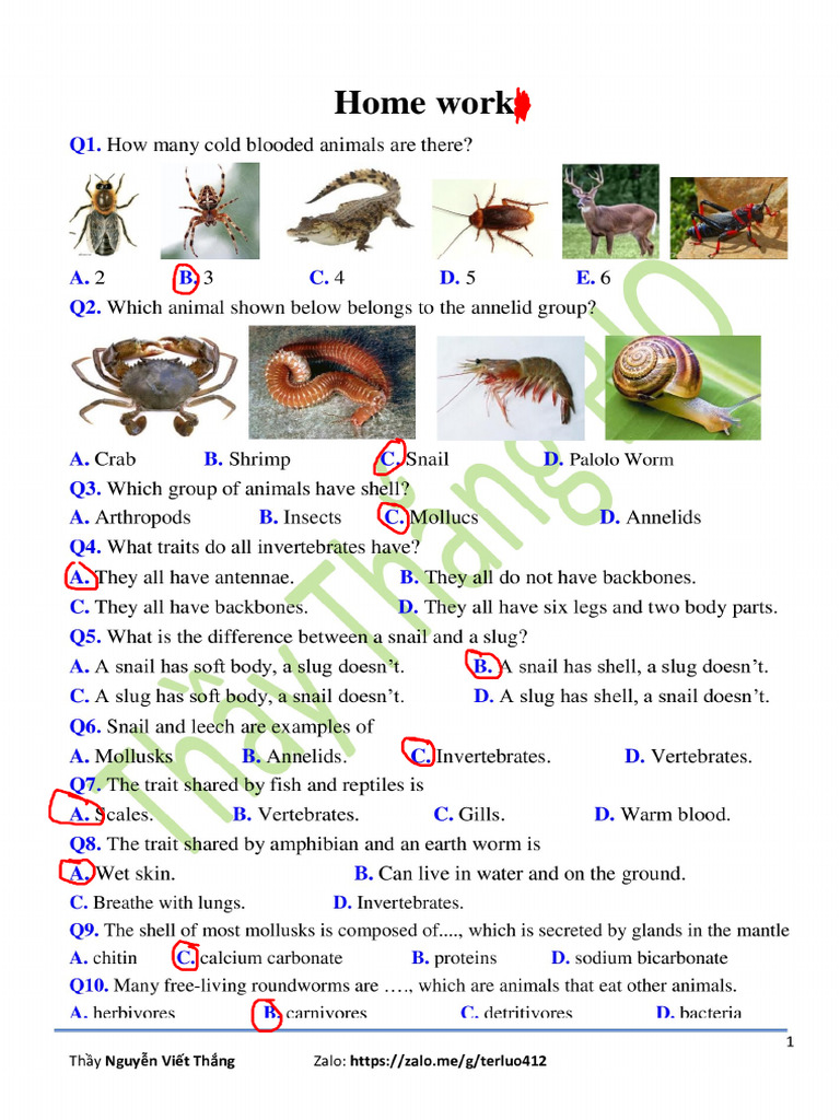 Invertebrate - Hw-Bai Tap 03 08 24 | PDF