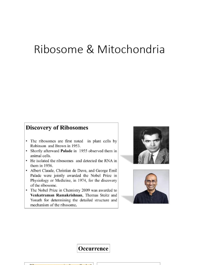 Ribosome & Mitochondria | PDF