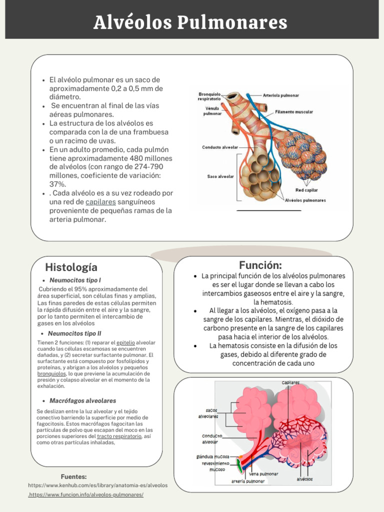 Alvéolos | PDF | Pulmón | Anatomía
