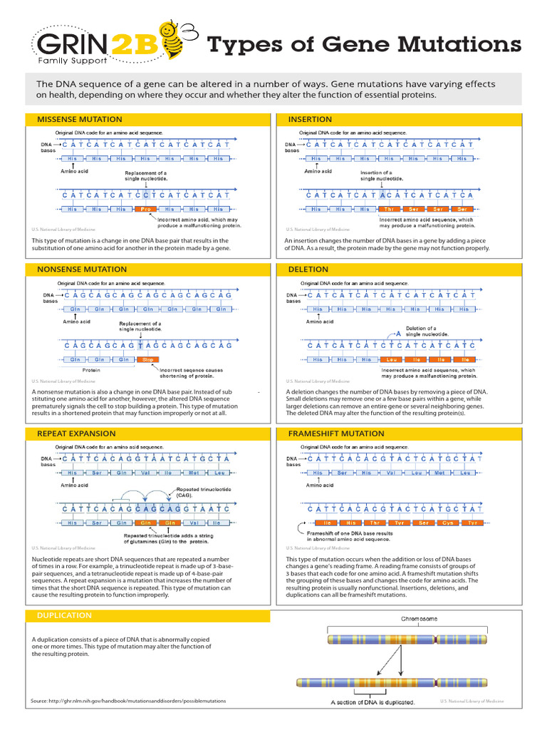 Lecture_Mutations_Part_03 | PDF | Gene | Mutation