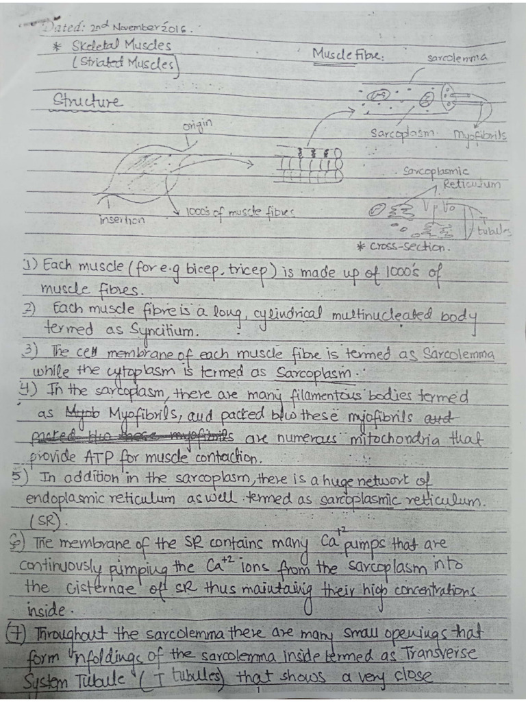 Muscle Contraction | PDF