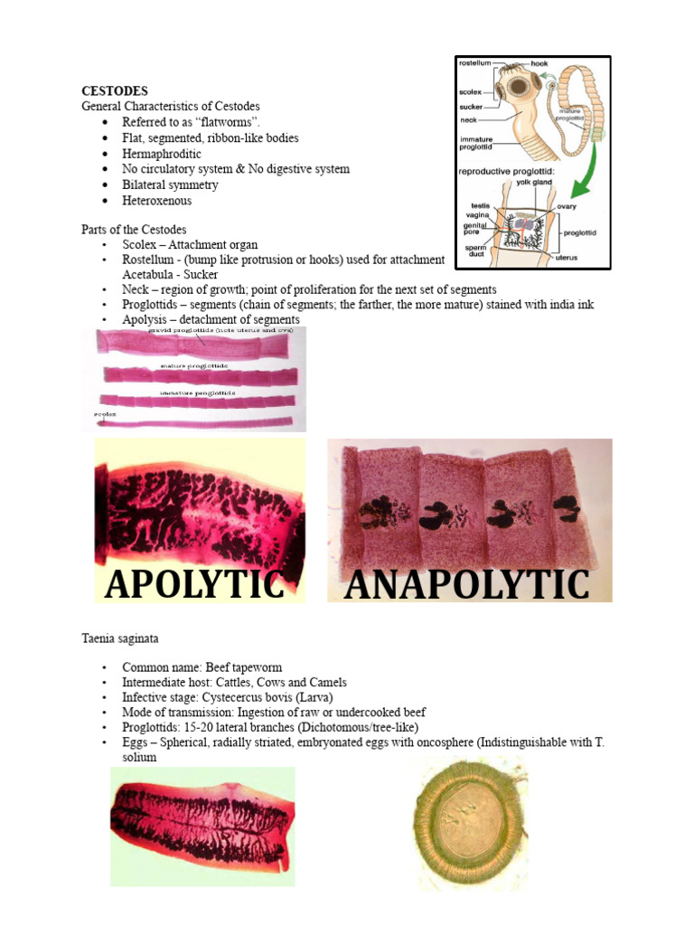 Cestodes and Trematodes Overview | PDF | Animals And Humans | Parasitology