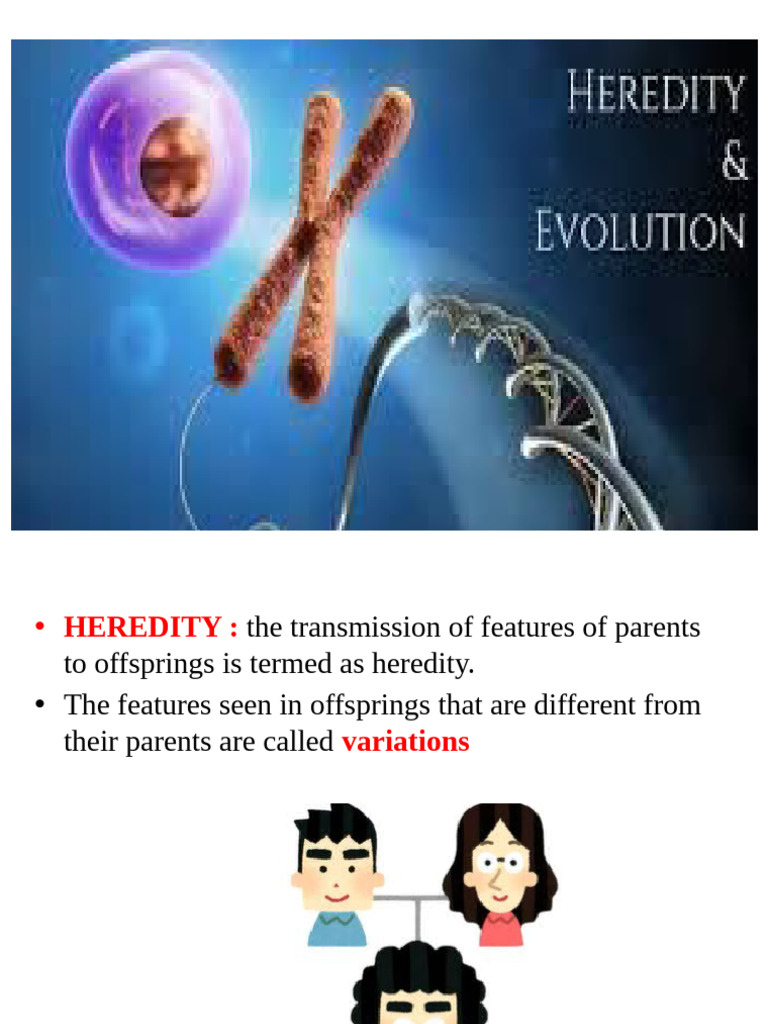 8 - Heredity and Evolution | PDF | Heredity | Dominance (Genetics)