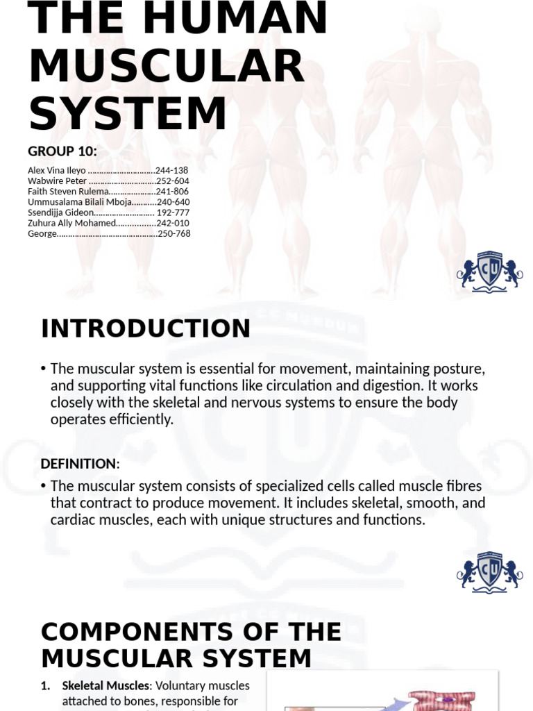 The Human Muscular System | PDF | Muscle Contraction | Skeletal Muscle