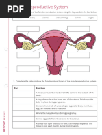 Male Reproductive System Worksheet Support | PDF