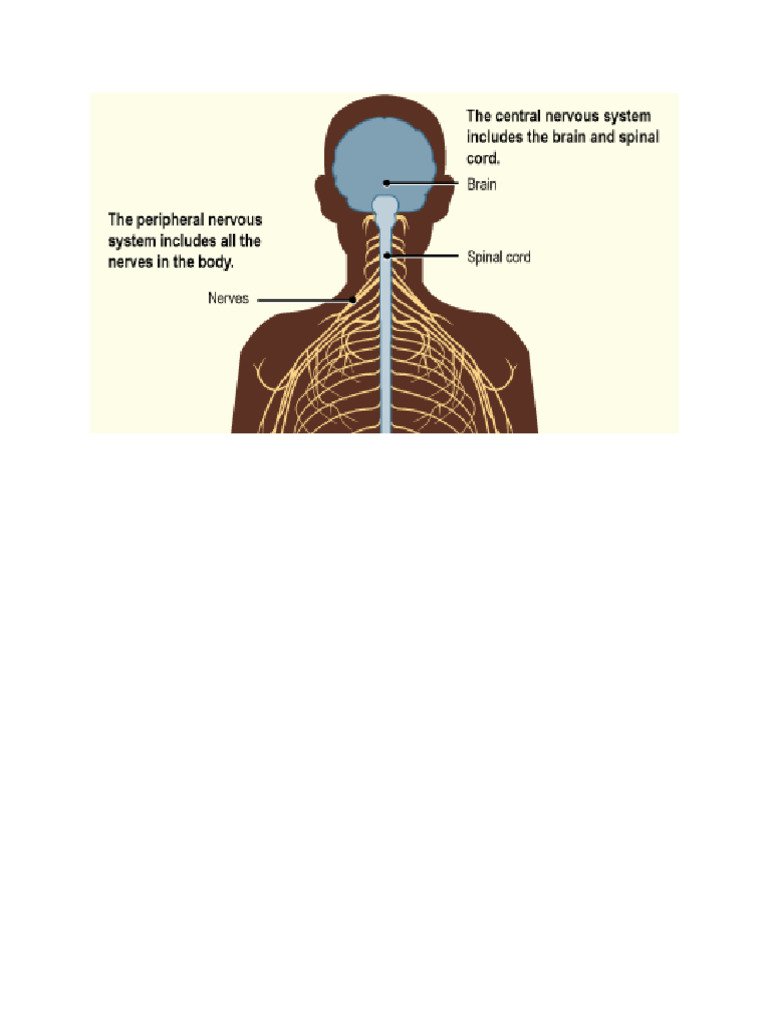 CNS PNS Drawing | PDF