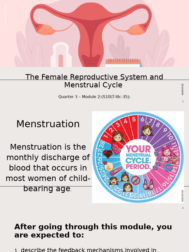 The Female Reproductive System and Menstrual Cycle Notes | PDF ...