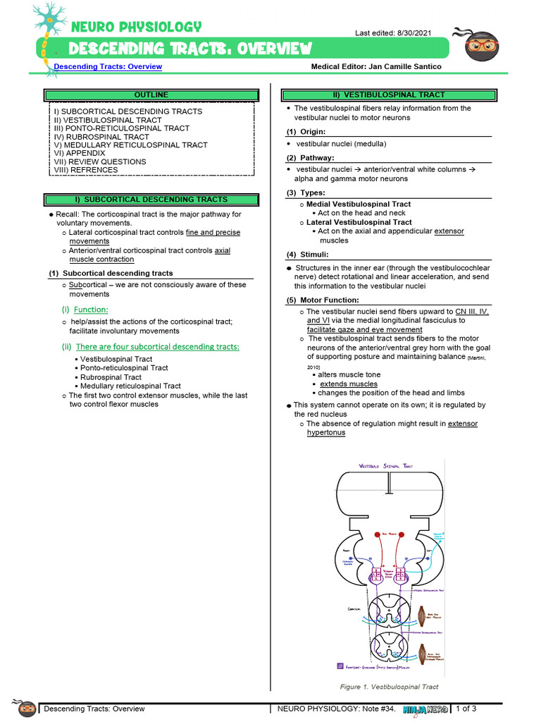 Overview of Descending Tracts in Neurophysiology | PDF | Spinal Cord ...