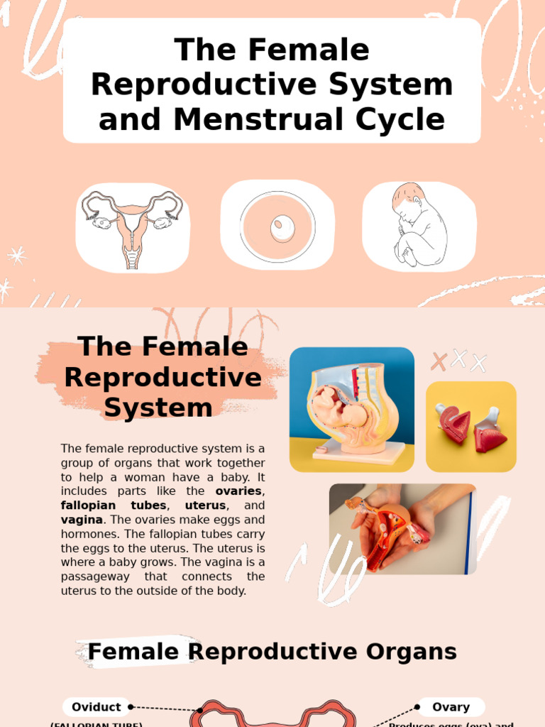 Understanding Human Reproduction Education Presentation in Peach Violet ...
