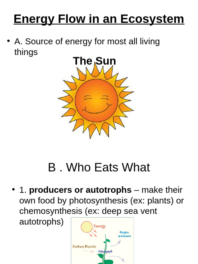 PP Energy Flow and Trophic Levels3 | PDF