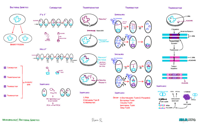 Bacterial Genetics: Key Mechanisms Explained | PDF | Plasmid ...
