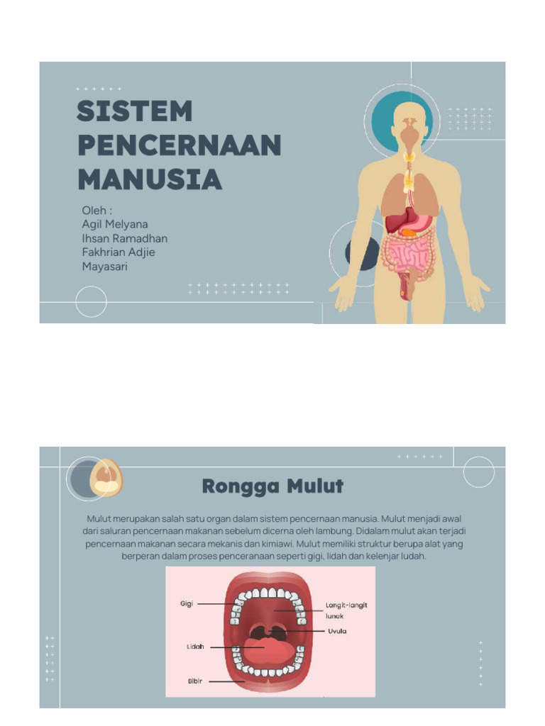 Sistem Pencernaan Manusia | PDF