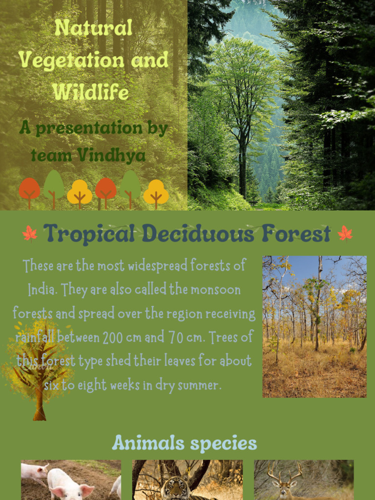Vindhya House Deciduous | PDF | Forests | Tropics