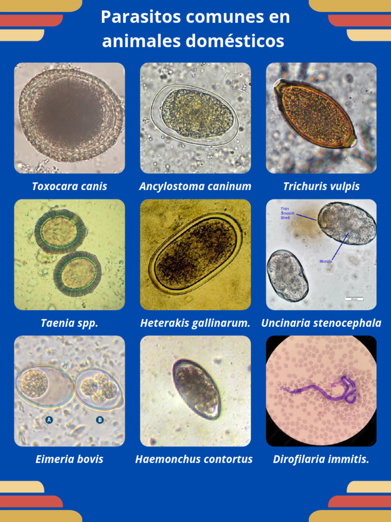 Parasitos comunes en animales domésticos | PDF