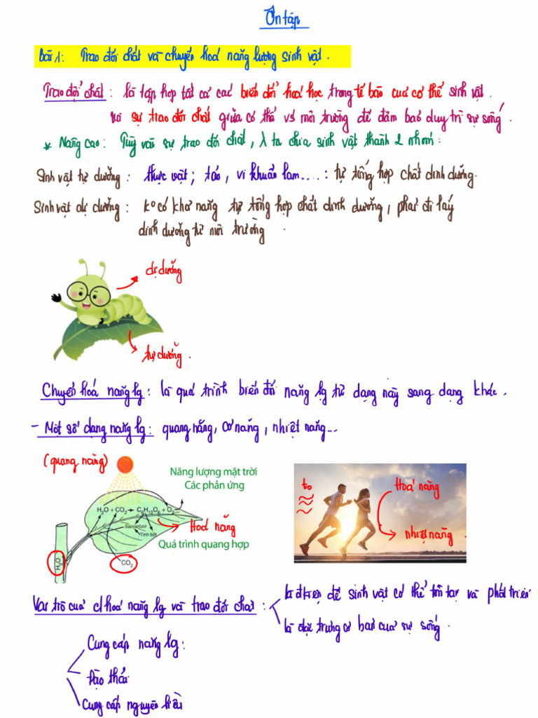 Quang Hop o Thuc Vat | PDF