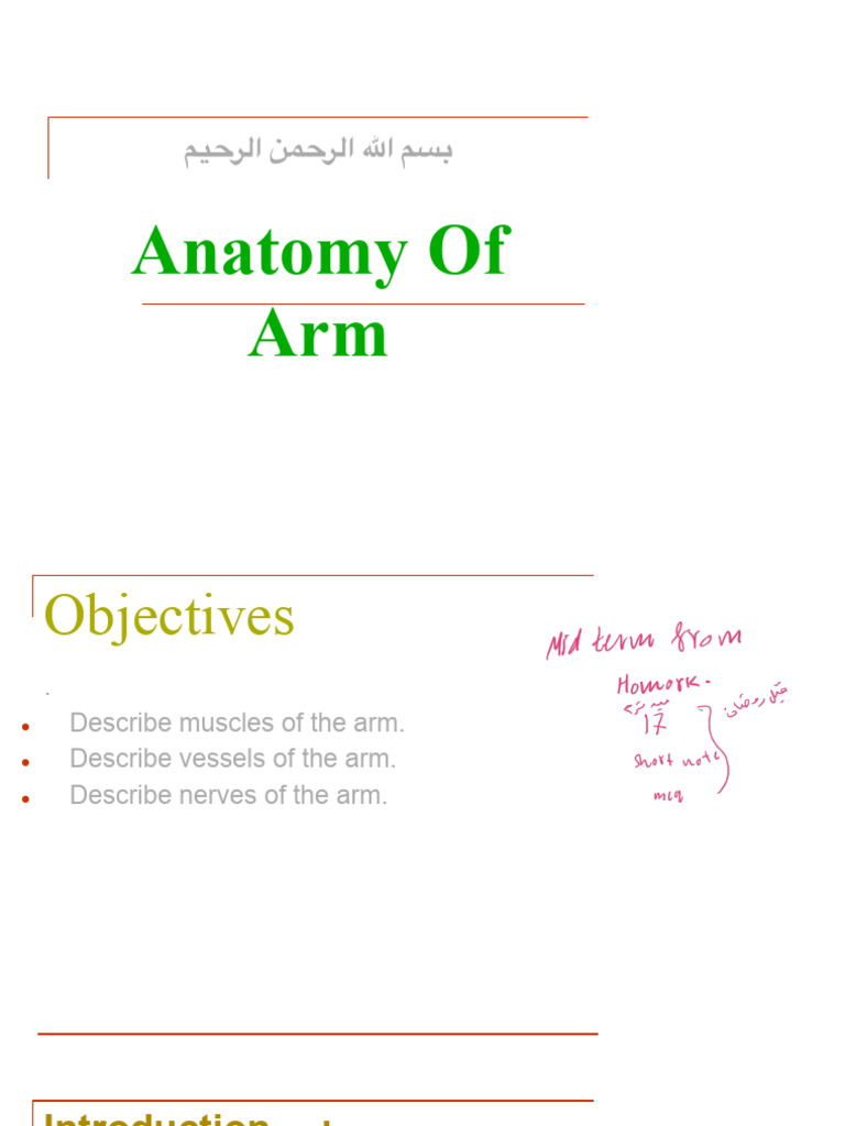 Anatomy of the Arm: Muscles, Nerves, Vessels | PDF | Arm | Elbow