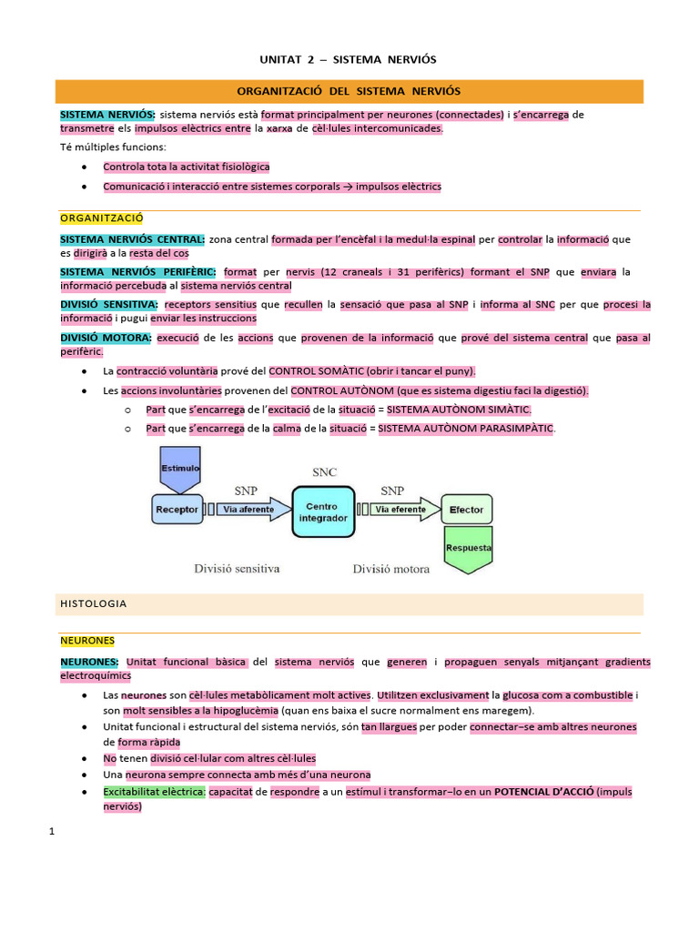 Sistema Nerviós | PDF