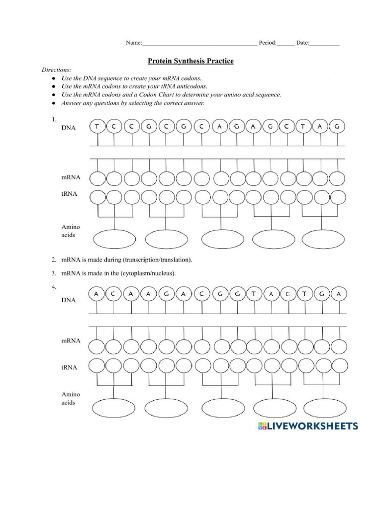 Protein synthesis worksheet | PDF