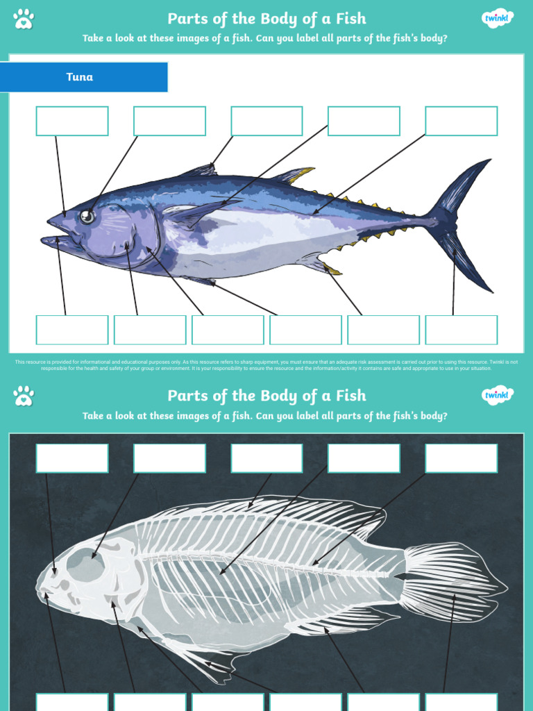 T Pets 1643648804 Parts of The Body of A Fish Labelling Activity - Ver ...