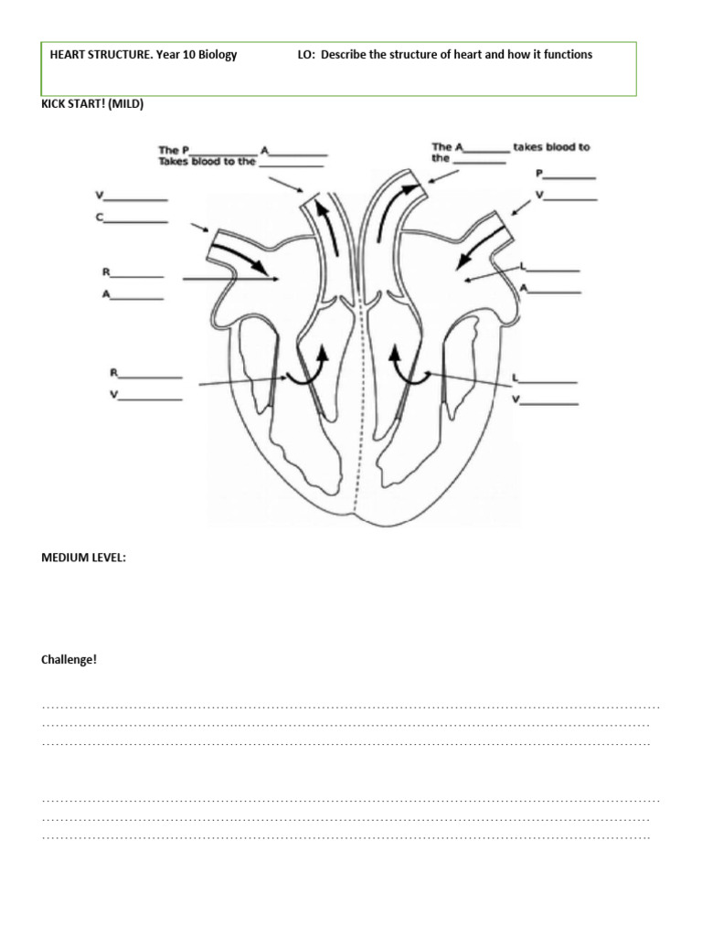 Heart Structure and Function Tasks | PDF
