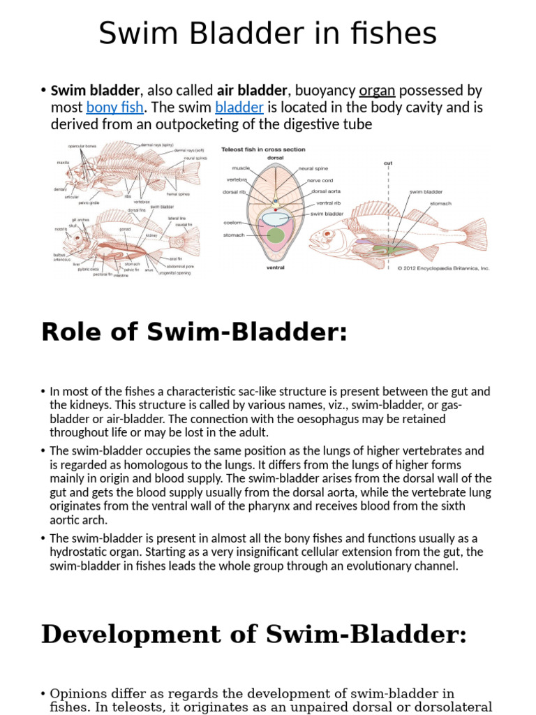 Swim Bladder Function in Fish | PDF | Lung | Fish