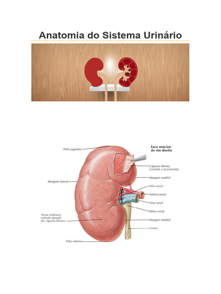 Anatomia do Sistema Urinário resumo | PDF | Rim | Anatomia humana